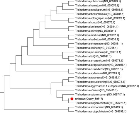 Phylogenetic Tree Incorporating The Fungal Isolate Its Sequences Download Scientific Diagram