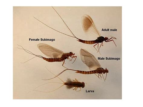 Insect Classification Lab15 Ppt