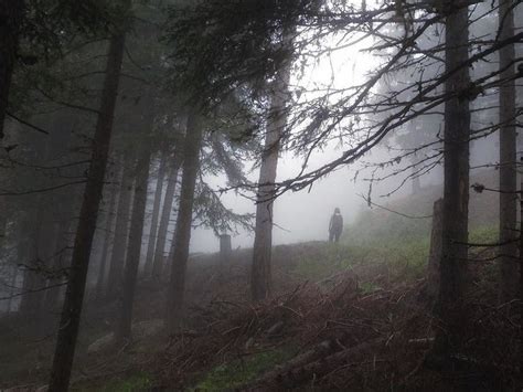 Создать мем темный лес туманные леса тропинка в туманном лесу Картинки Meme