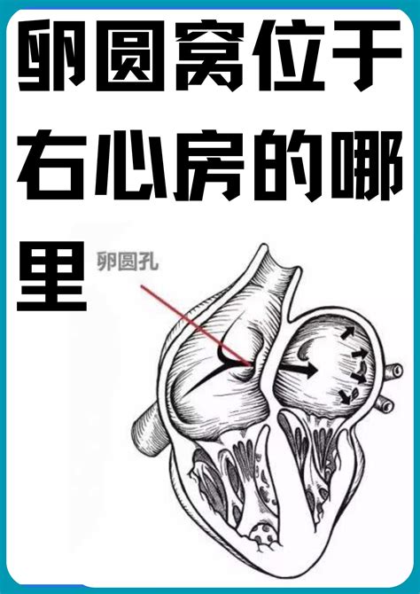 卵圆窝位于右心房的哪里 妙手医生