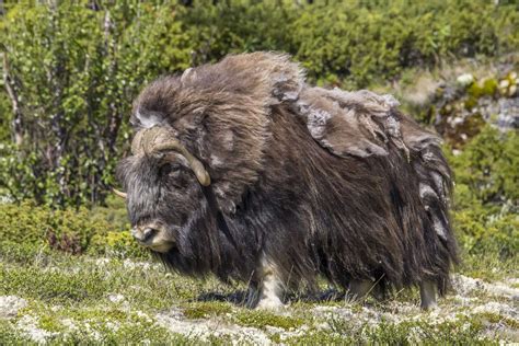 15 Majestic Animals Of The Arctic