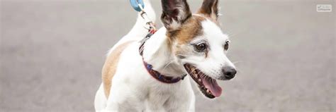 Jack Russell Chihuahua Mix All About The Jack Chihuahua