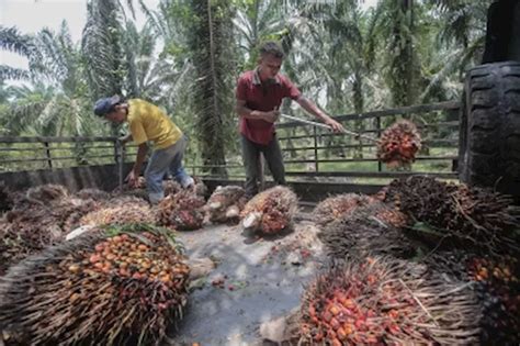 Malaysias Palm Oil Stocks Hit Three Month High In May Despite Export