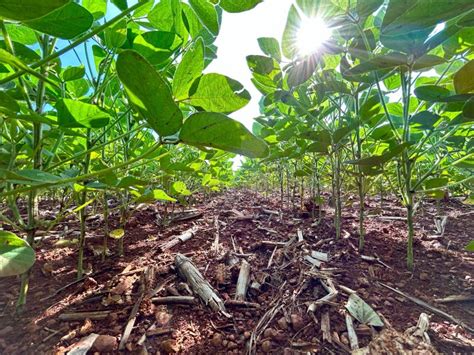 Soybean Crop In Brazil Large Soybean Plantations Integrated Crop Livestock System Agriculture