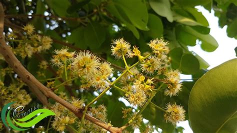Jamblang Buah Mirip Anggur Yang Mulai Langka Yang Banyak Manfaatnya Media Hobi Dan Informasi