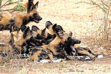 African Painted Dog Field Guide — Destination Wildlife™