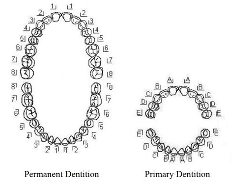 Teeth Classification Palmer Notation