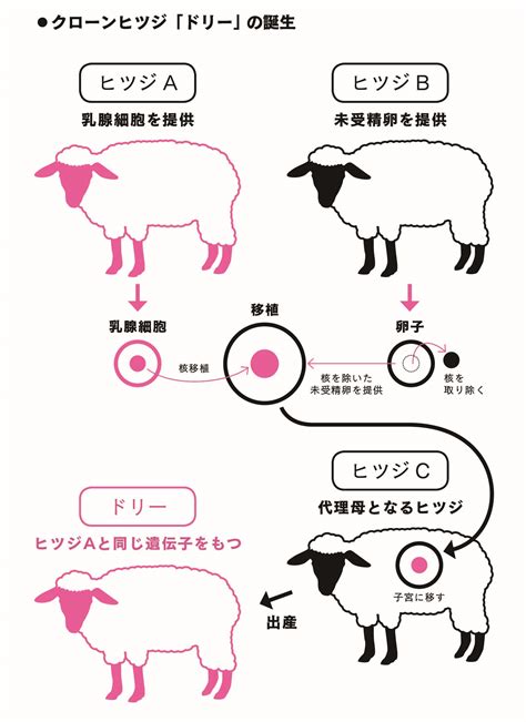 クローン技術は何を目的にしているの？【生物の話】 ラブすぽ