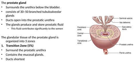 Histology Of Ureter Urinary Bladder Urethra And Prostate Glandpptx
