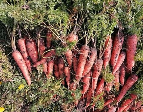 Лунный посевной календарь садовода и огородника с 19 по 25 сентября Дачный дневник пенсионерки