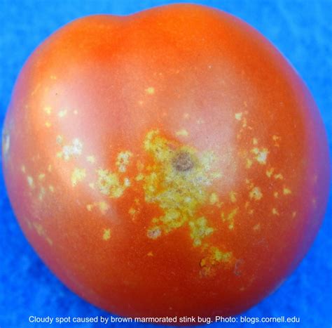 White Or Yellow Spots On Tomatoes Laidback Gardener
