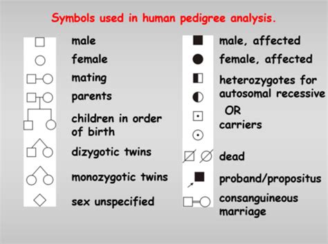 Lecture 2 Chapter 2 Mendelian Inheritance Flashcards Quizlet