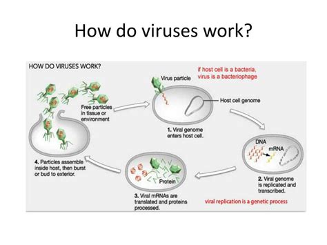 Ppt Disease Powerpoint Presentation Free Download Id1865171