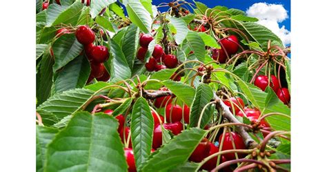 През юни продължават третиранията срещу болестите и вредителите по овошките Български Фермер