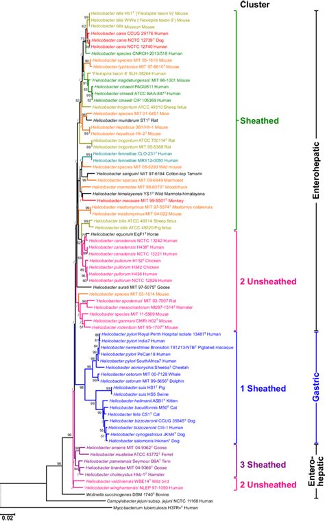 Evolutionary Relationships Of Helicobacter Taxa Based On The 16s Rrna Download Scientific