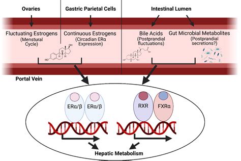 Sex Differences Feed Into Nuclear Receptor Signaling Along The