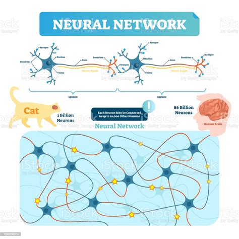 Neuronales Netzvektorillustration Neuronstruktur Und Net Diagramm Stock Vektor Art Und Mehr