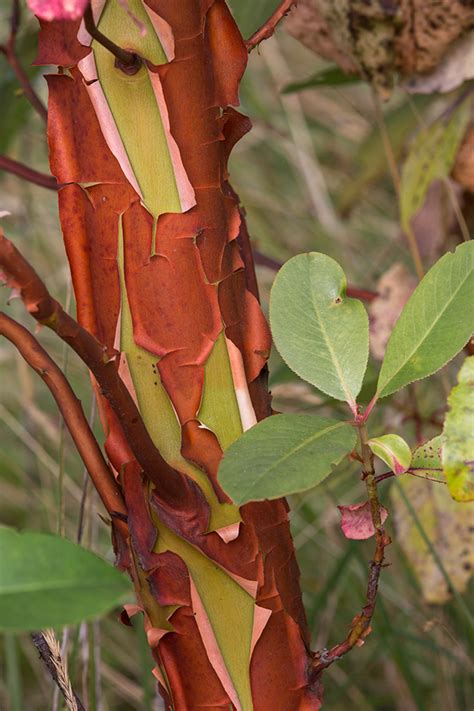 Pacific Northwest Native Plant Profile Pacific Madrone Arbutus Menziesii Real Gardens Grow