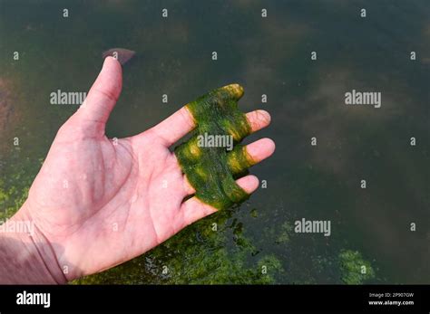 Spirogyra Freshwater Algae Seaweed Freshwater In The River Stream Can