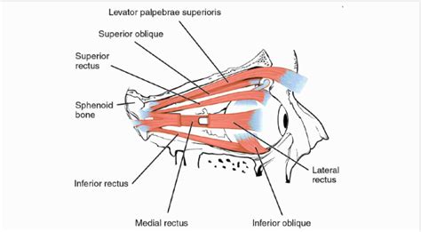 Gross Anatomy Of The Extraocular Muscles Optography