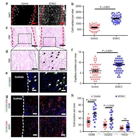 【再生医学前沿】nature子刊：体内构建带有诱导结构的细胞外基质支架引导组织定向再生 知乎