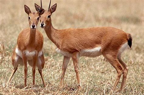 Oribi Antelope South Africa