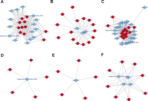 Gene And Metabolite Association Analysis In The Ko00941 Pathway Gene