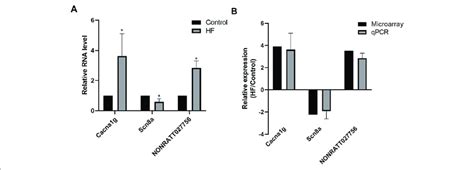 Quantitative Pcr Qpcr Validation A Relative Expression Levels Of