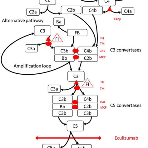 Eculizumab Inhibits Terminal Pathway Of Complement Activation Download Scientific Diagram