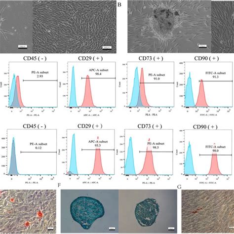 Cell Culture And Identification A Primary And Passage 4 Dpscs From