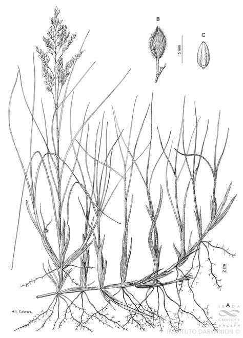 Argentina Nativa Tupe Panicum Urvilleanum