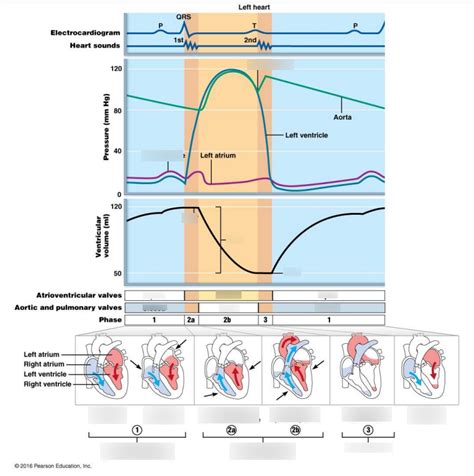 Aandp Ii Lab 5 Diagram Diagram Quizlet