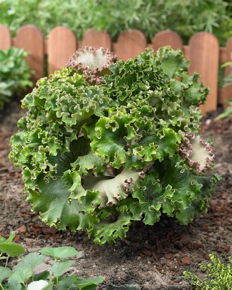 Farfugium Japonicum Wavy Gravy Фарфуджиум Wavy Gravy Гардън Ант