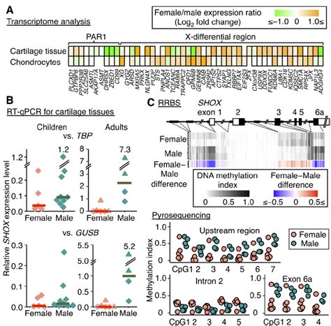 Representative Results Of Mrna Quantification And Dna Methylation Analyses Download