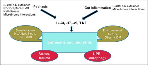 Pathogenetic Factors In Enthesitis And Dactylitis A Model Of Genetic