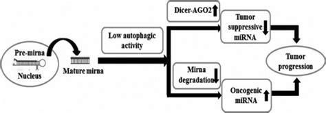 A Hypothetical Schematic Model Of Autophagy Regulated Mirna Expression
