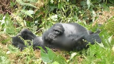 Silverback Gorilla Gives Middle Finger Jukin Licensing