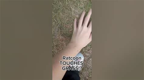 Ratcoon Touches Grass Youtube
