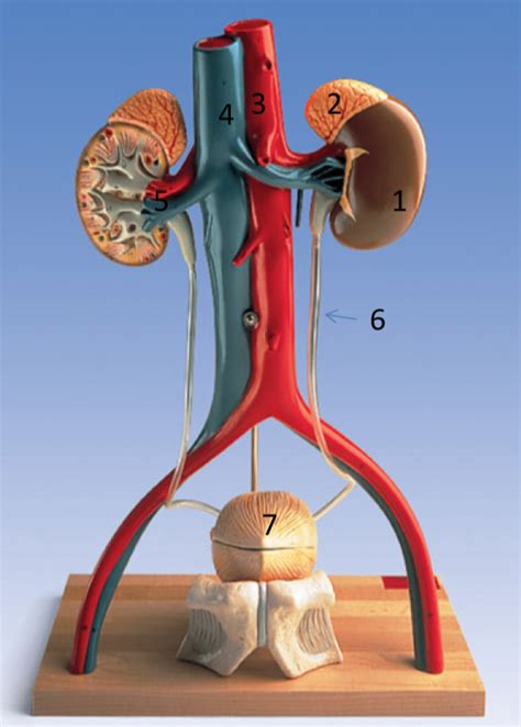 Urinary System Male Model 1 Diagram Quizlet