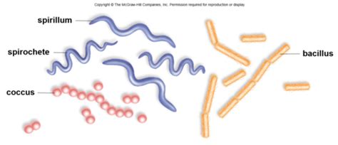Chapter 3 Cell Structure And Function Flashcards Quizlet