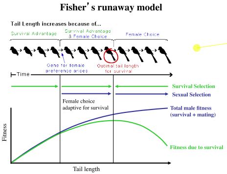 EXAM Sex And Reproduction Spring Dr Rachel Davenport Flashcards Quizlet