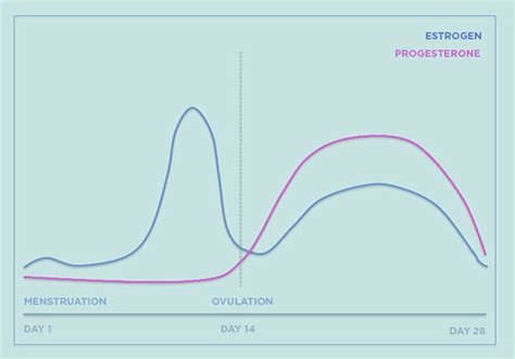 Can Hormonal Differences Explain Men And Woman