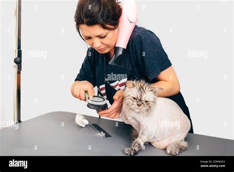 Wet Cat After Grooming Sit On The Table While Being Brushed And Combing