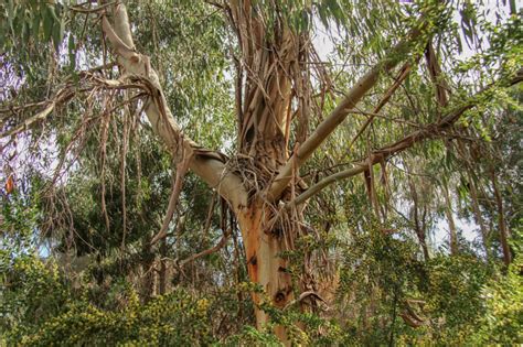 Eucalyptus Viminalis Ssp Pryoriana Coast Manna Gum Westgate