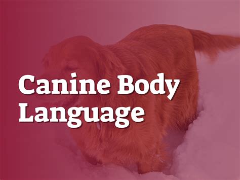Canine Body Language