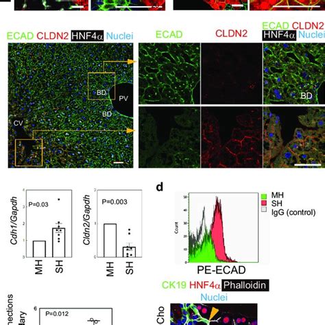 Hepatocytes And Cholangiocytes Maintain Their Lineage To Establish