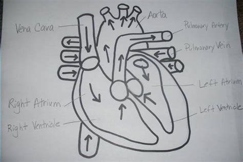 How To Draw A Picture Of A Heart Easy Heart Drawings Heart Diagram