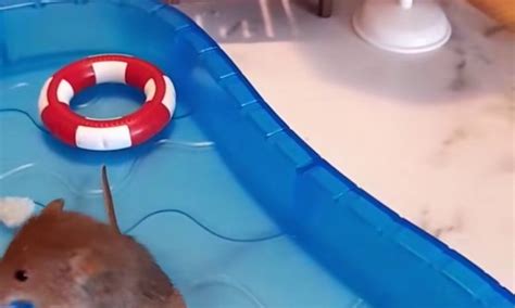 Tiny Mouse Goes Viral For Living Big In Miniature World