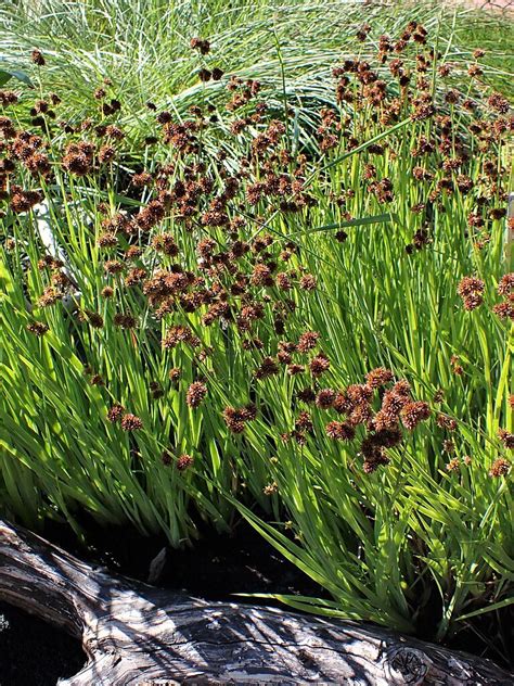 Juncus Ensifolius Swordleaf Rush The Old Dairy Nursery And Gardens