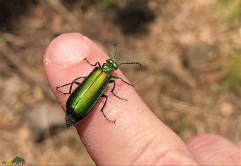 عجیب‌ترین دارو‌های تقویت قوای جنسی؛ شاخ کرگدن، مار ماهی و مگس اسپانیایی